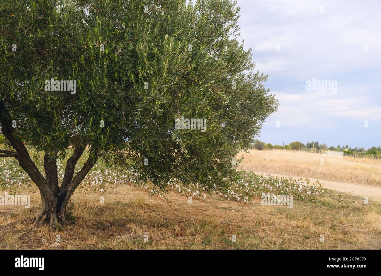 Big olive tree hi-res stock photography and images - Alamy