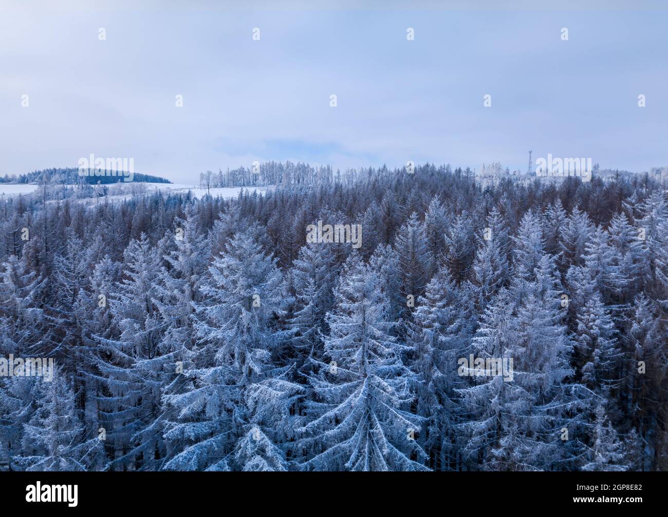 Aerial top down view of beautiful winter forest treetops. Spruce frosty trees covered with snow ...