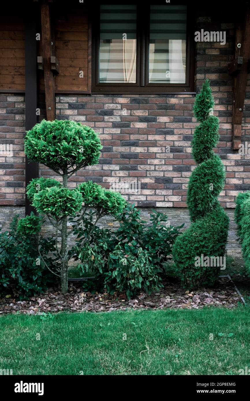 Interesting shaped green garden bushes Stock Photo - Alamy