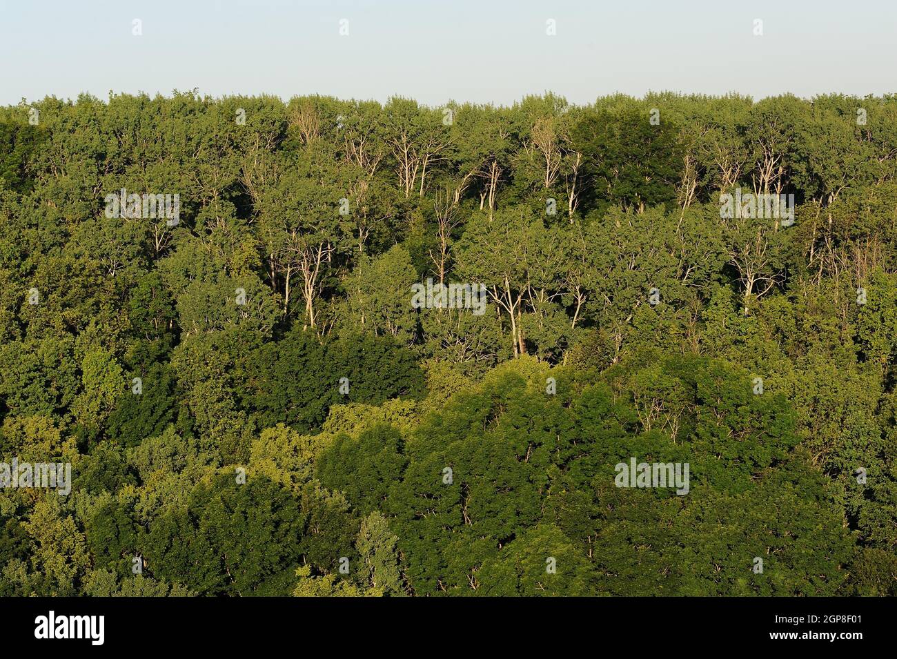 Slope covered with young forest in summer sunrise horizontal Stock ...