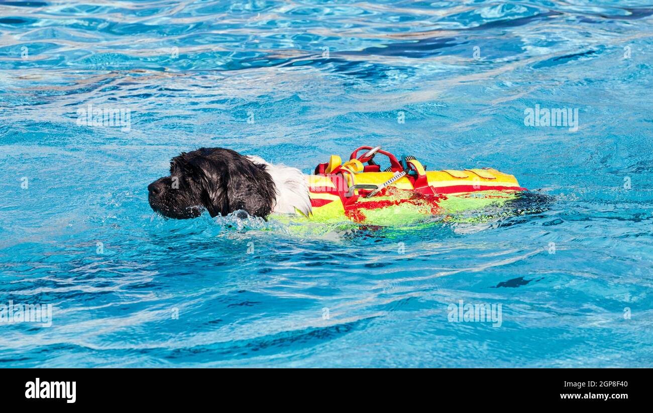 Lifeguard dog, rescue demonstration with the dogs in swimming pool ...