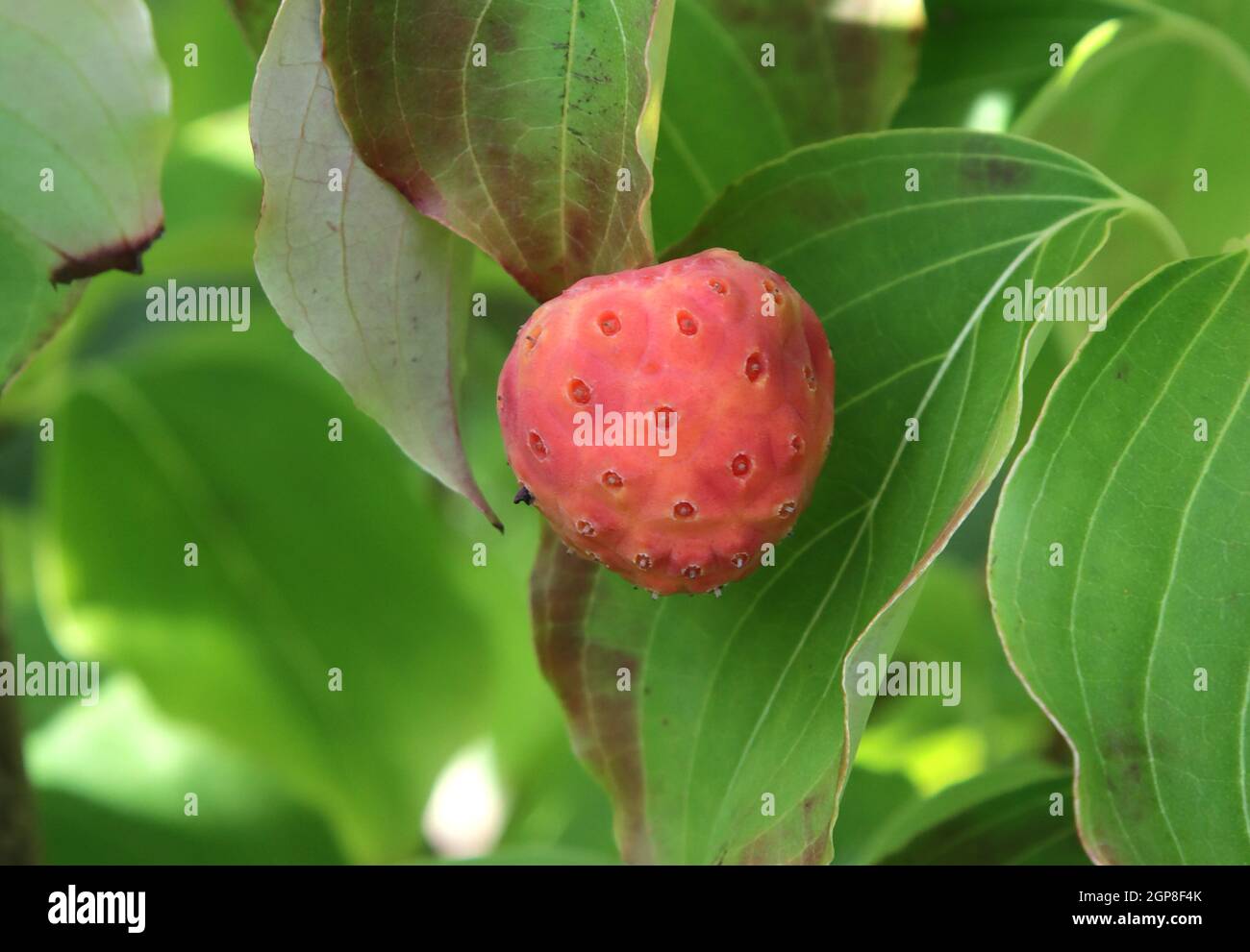 The red fruit of the deren kousa tree Stock Photo - Alamy