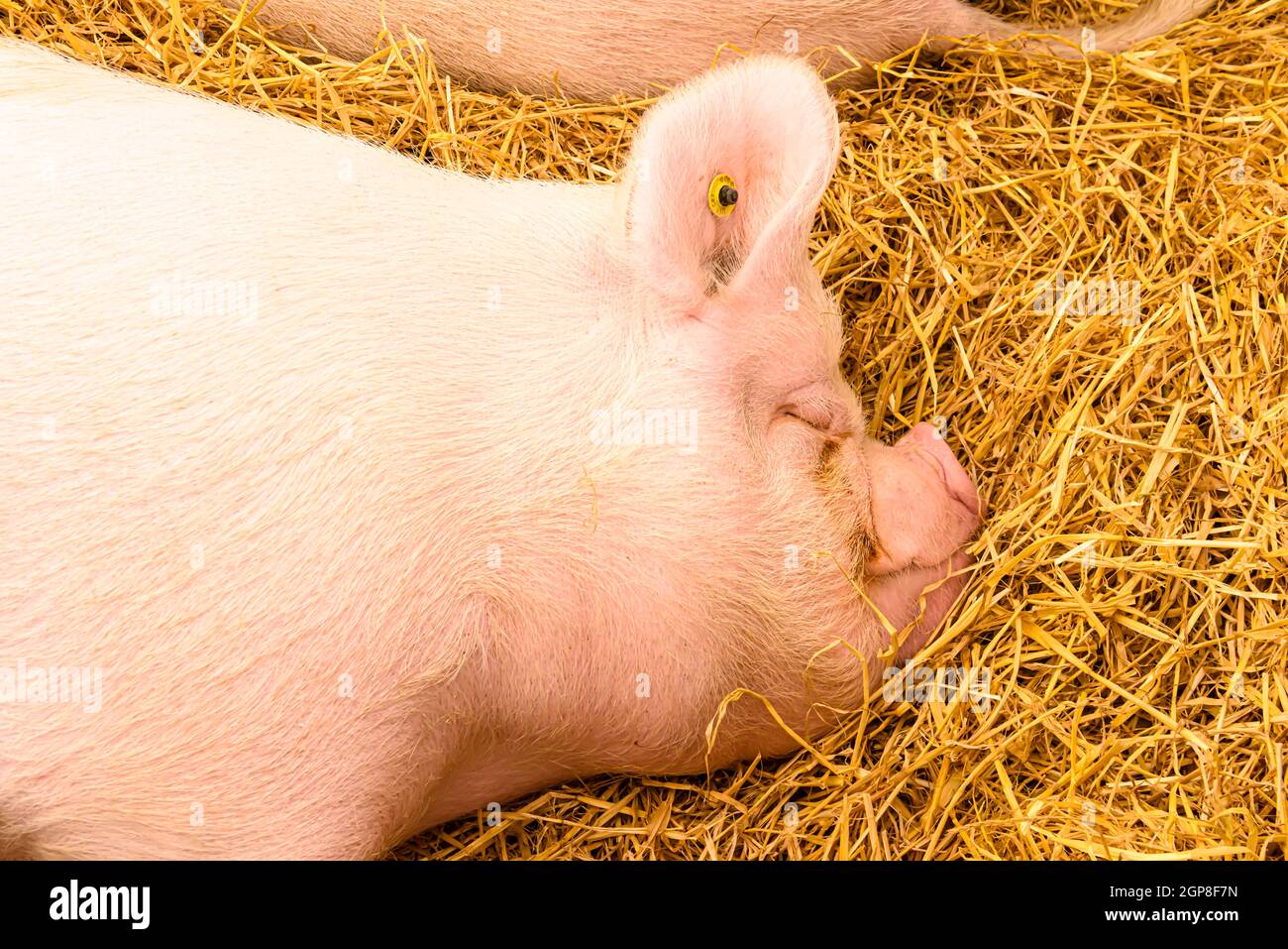 Large white pig hi-res stock photography and images - Alamy