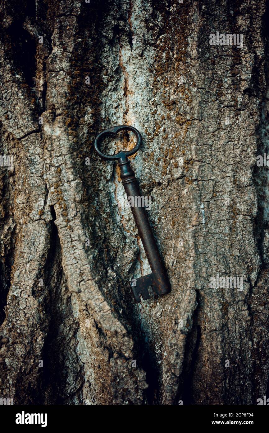 Ancient wrought iron key on tree bark. Metaphorical and mysterious ...
