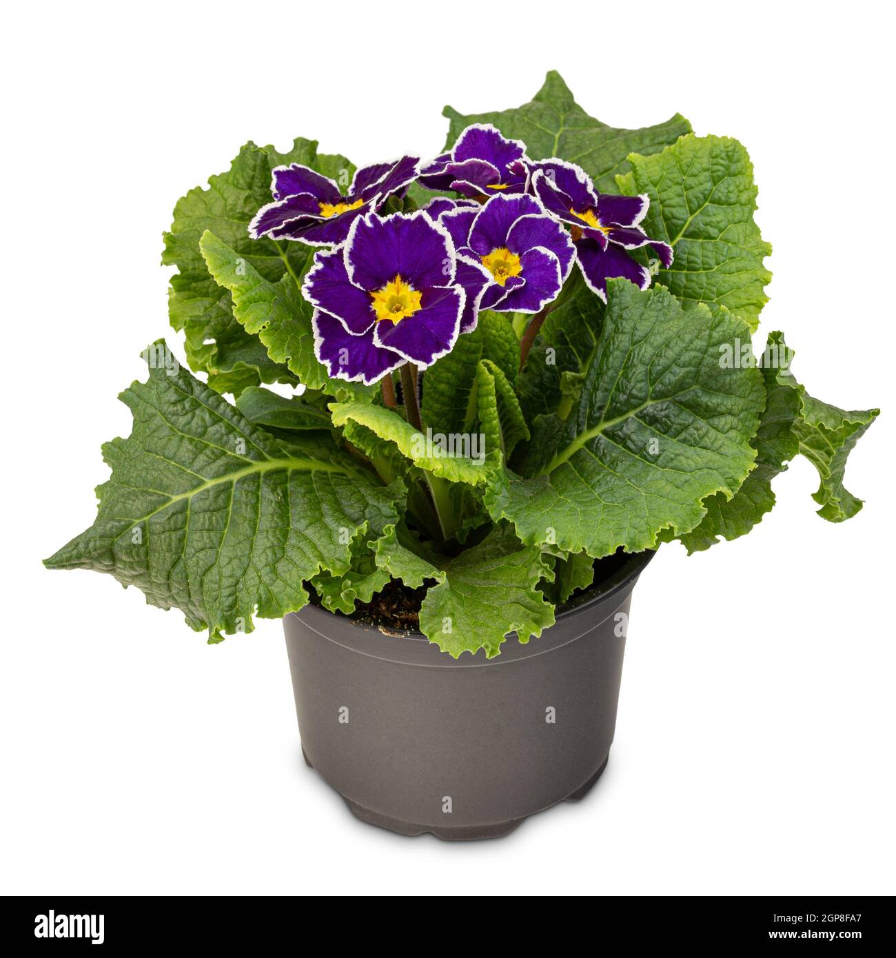Purple violet primrose, Primula vulgaris flower on white background ...