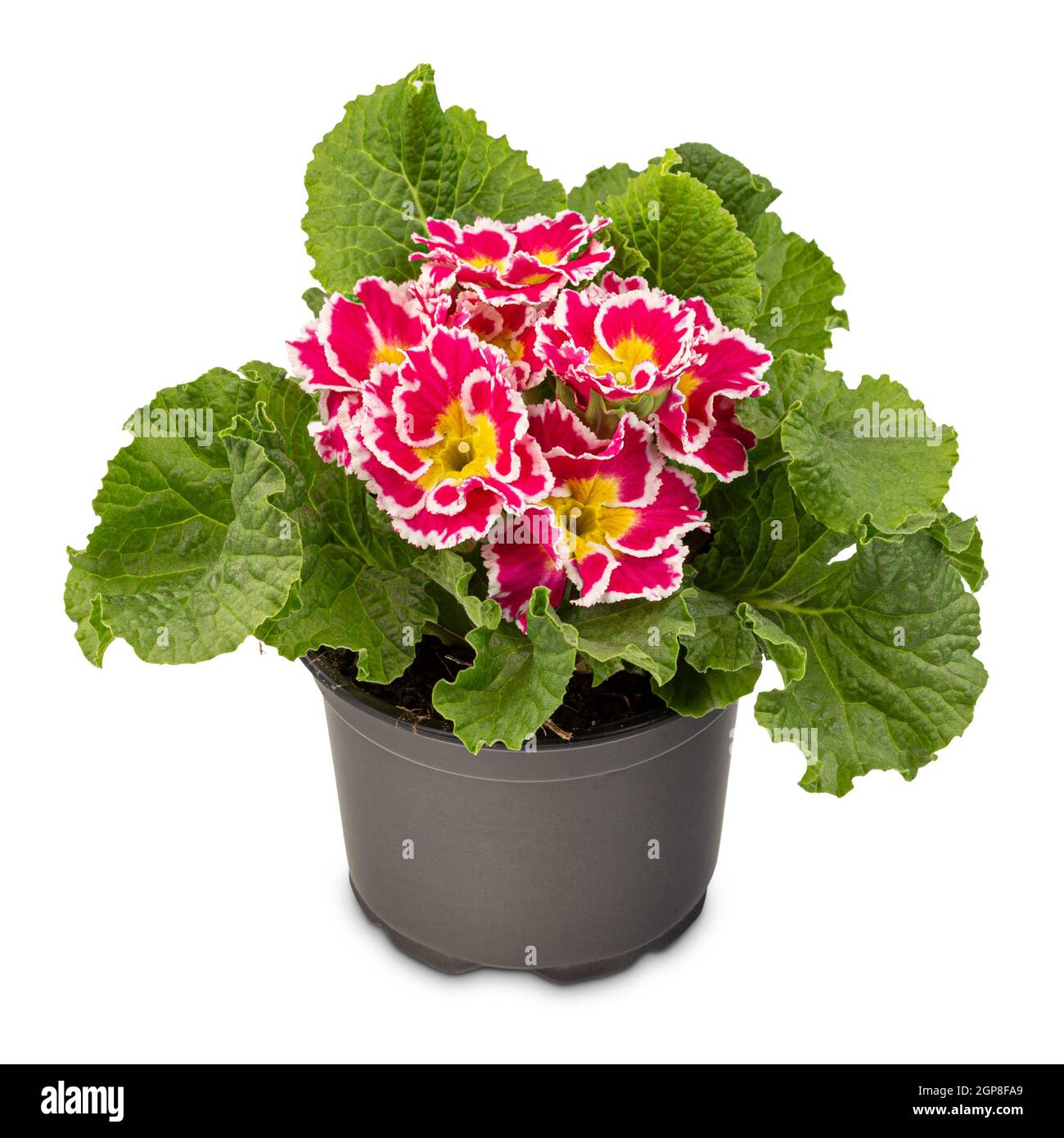 Blossoming red primrose with yellow in the flowerpot on white ...