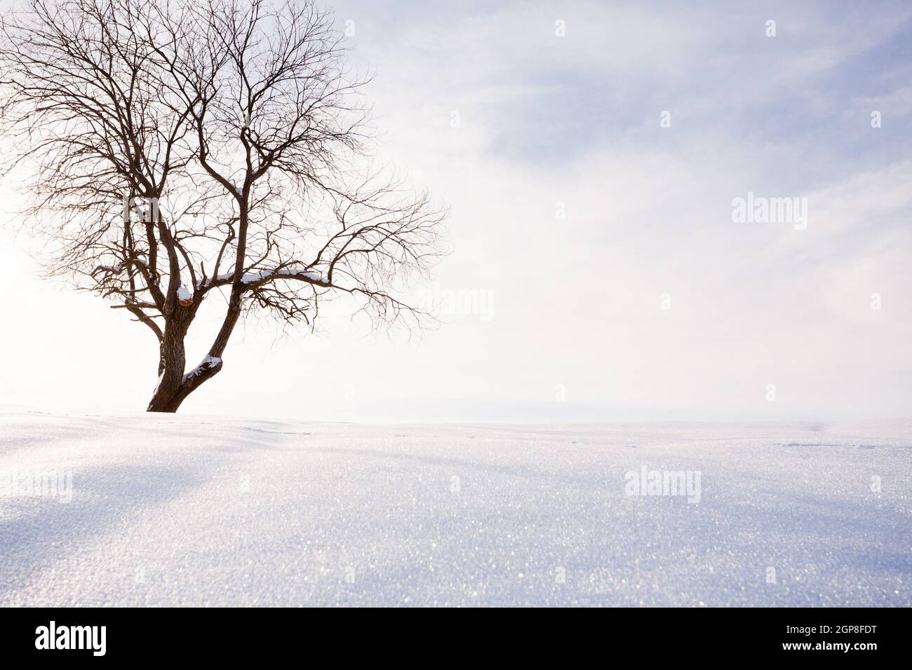 Winter landscape, isolated tree and snow. Minimal scenery Stock Photo ...
