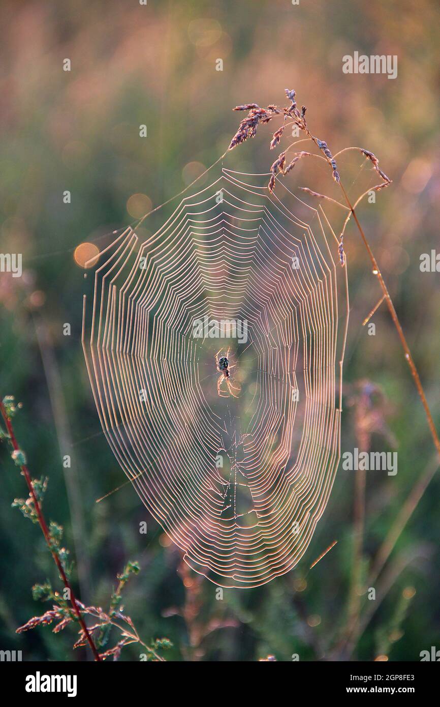 Wet spider's web on branch closeup with drops of dew. House of spider ...