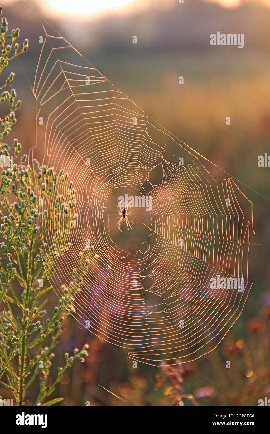 Wet spider's web on branch closeup with drops of dew. House of spider ...