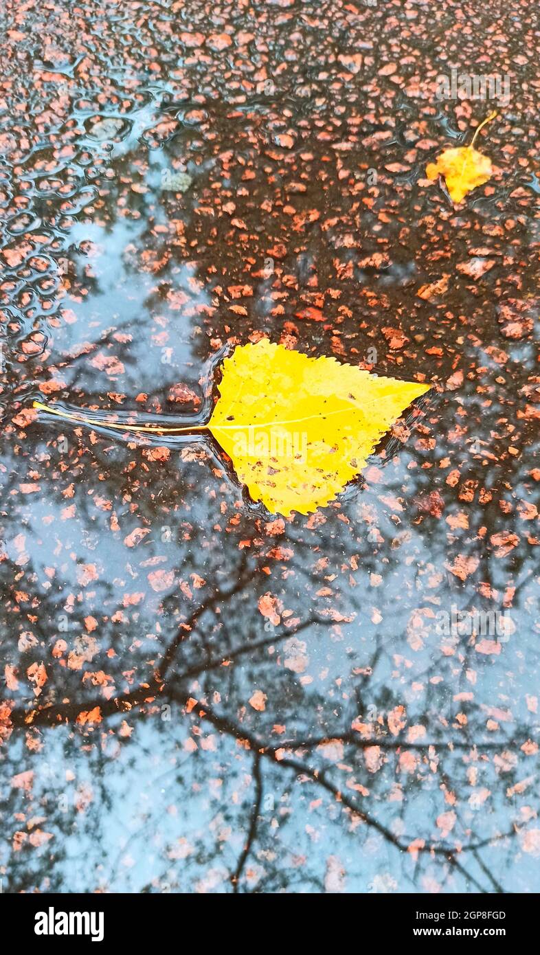 Dry autumn leaf lying on water surface in puddle. Autumn concept. Yellow leaves in puddle on ...