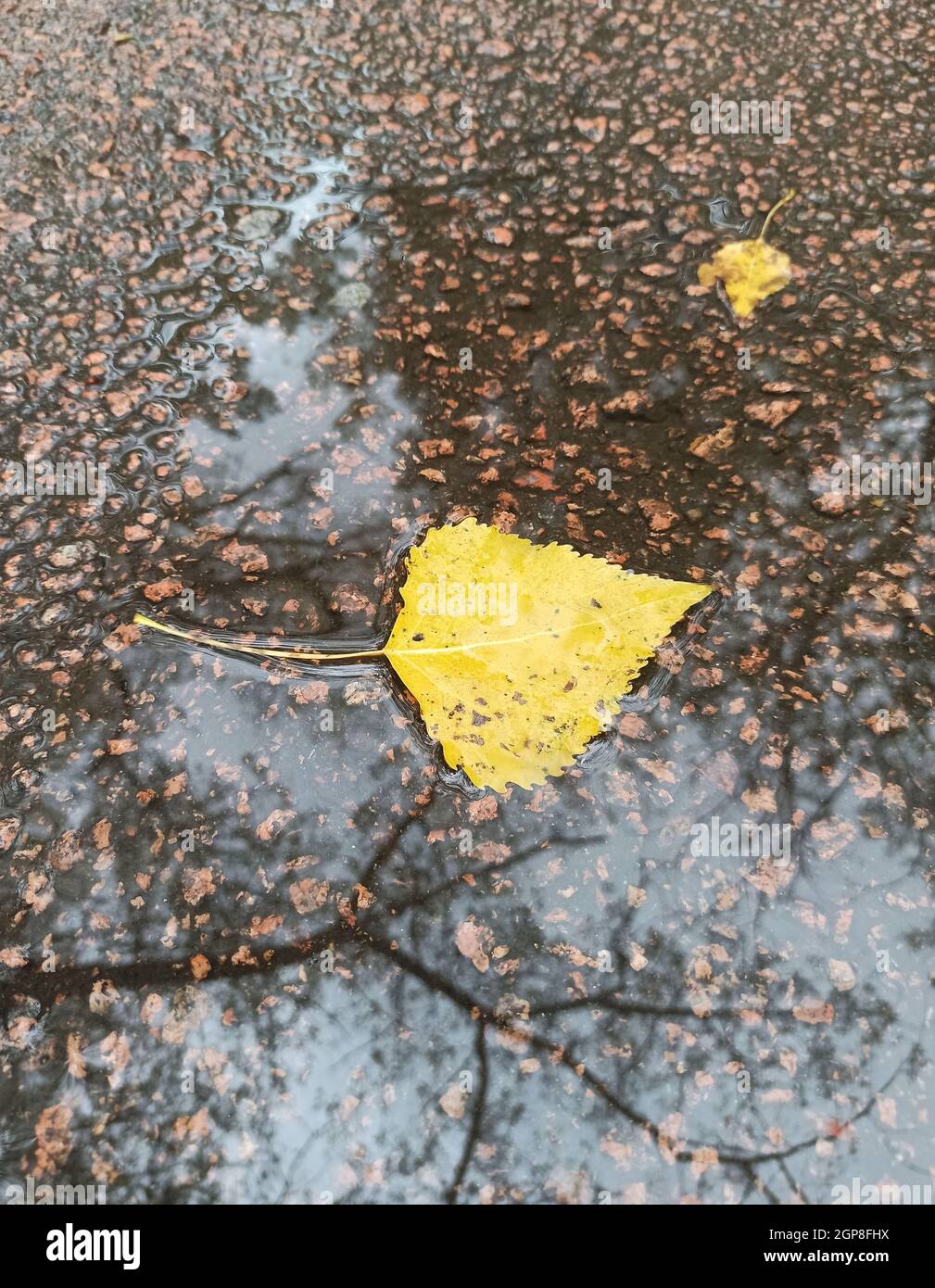 Dry autumn leaf lying on water surface in puddle. Autumn concept ...