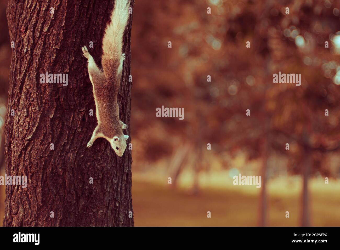 Squirrel cute adorable small animal going down by a tree in park ...