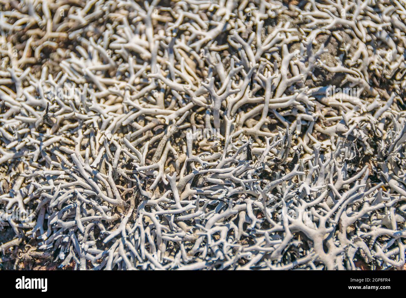 Roots texture hi-res stock photography and images - Alamy