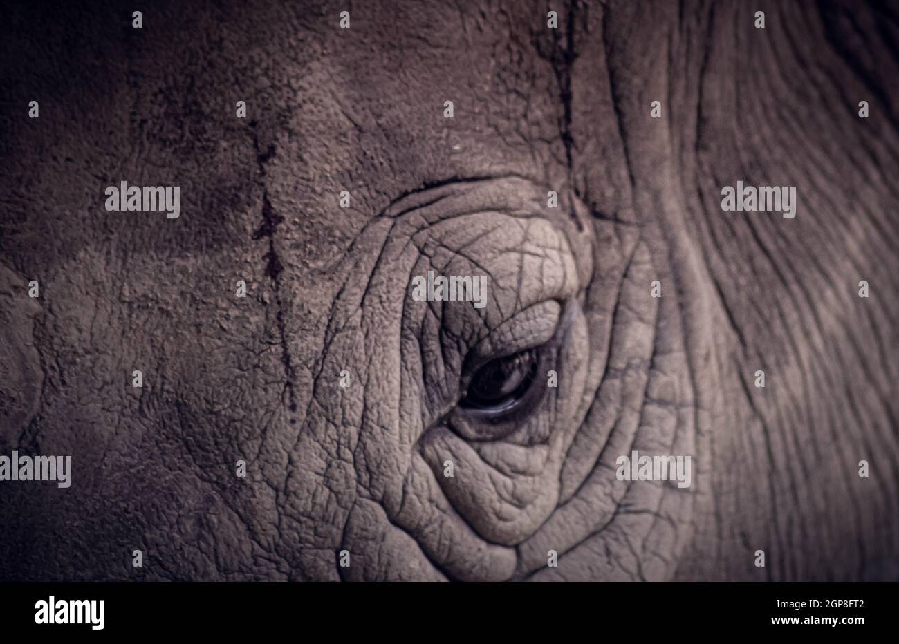 close up elephant eye wild animal in Thailand texture skin background ...