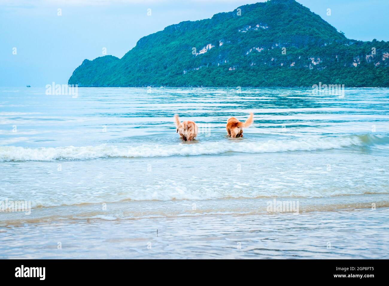golden retriever dog relaxing, playing in the sea for retirement or ...