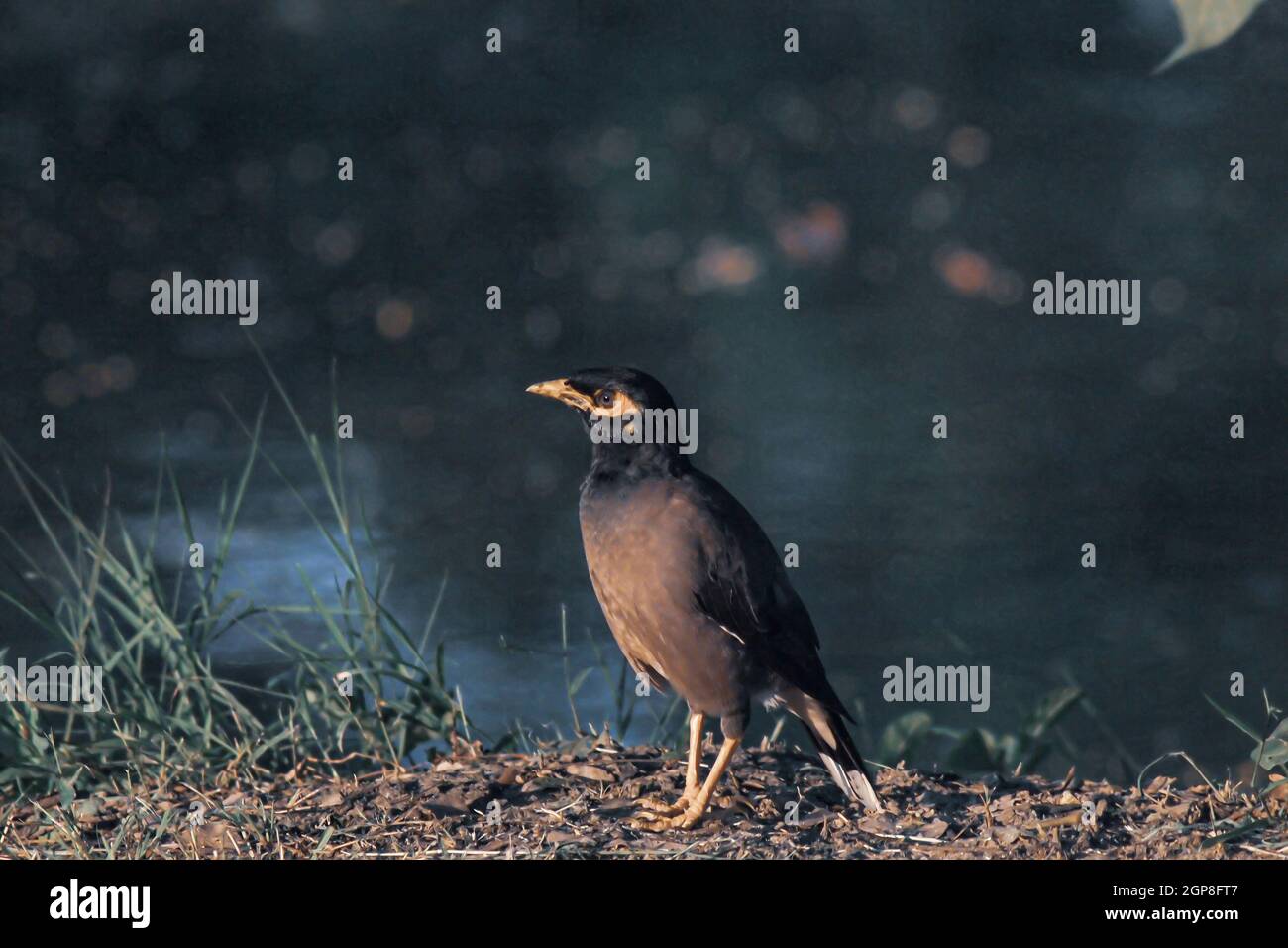 Common myna bird animal Portrait brown fur color yellow eye shade ...