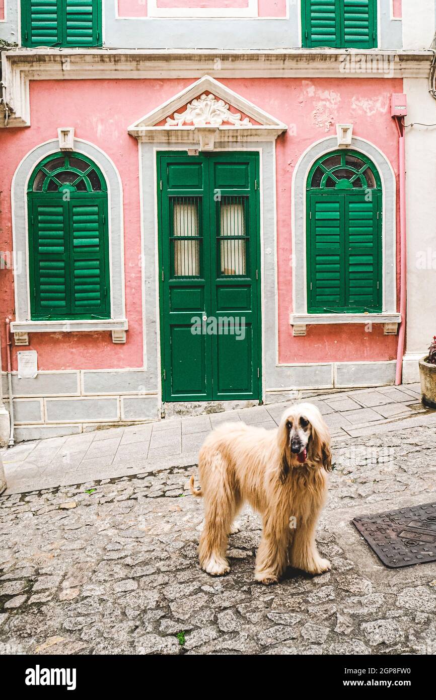 A dog standing in the street in the Old Town. A dog on a walk in the ...