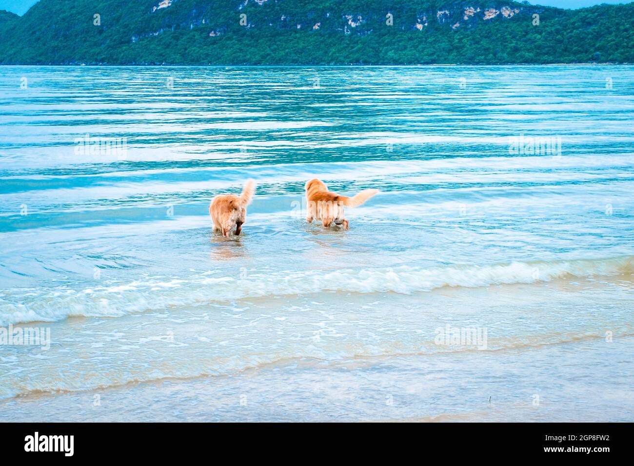 golden retriever dog relaxing, playing in the sea for retirement or ...
