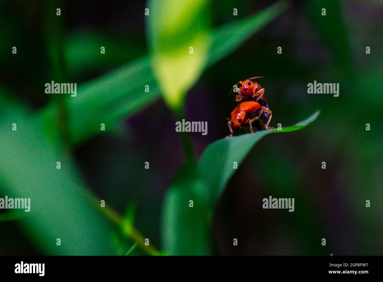 The small ants orange insect, lover ants ,relationship concept idea of ...