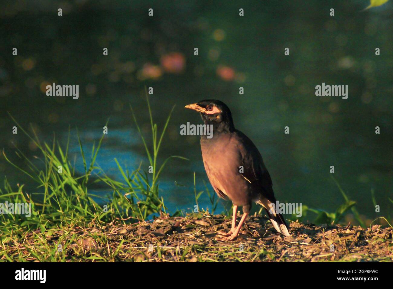Common myna bird animal Portrait brown fur color yellow eye shade ...