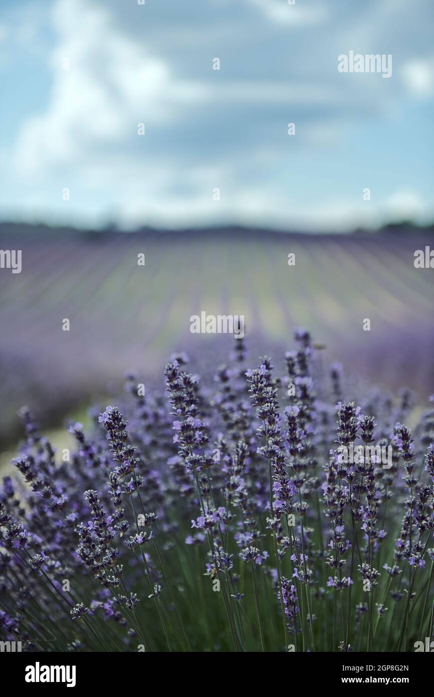 Sunset over a violet lavender field in Provence Stock Photo - Alamy