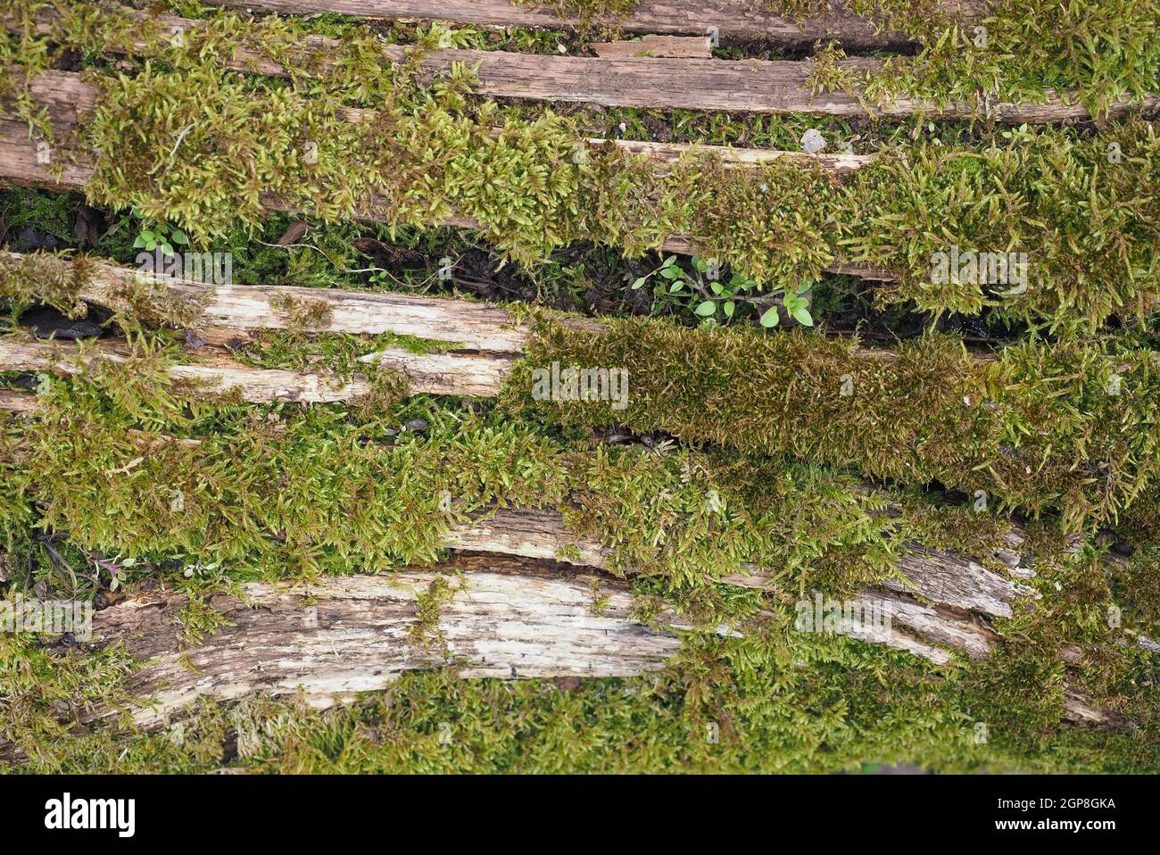moss (scientific classification Plantae Embryophytes Bryophyta) plant ...