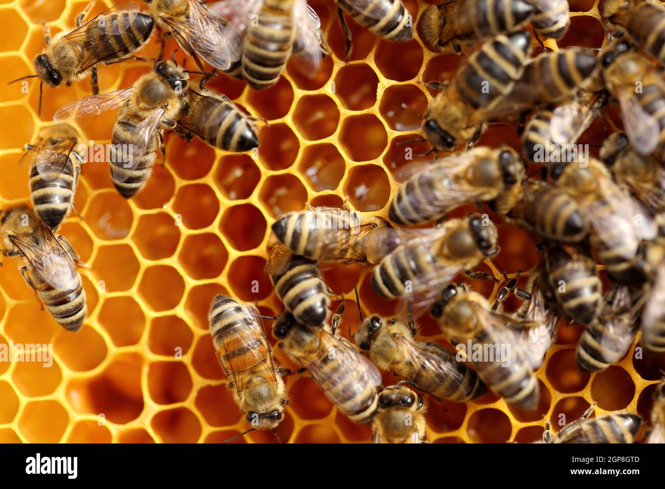 The image of a bee. Bees get honey. Bees work on apiaries Stock Photo - Alamy