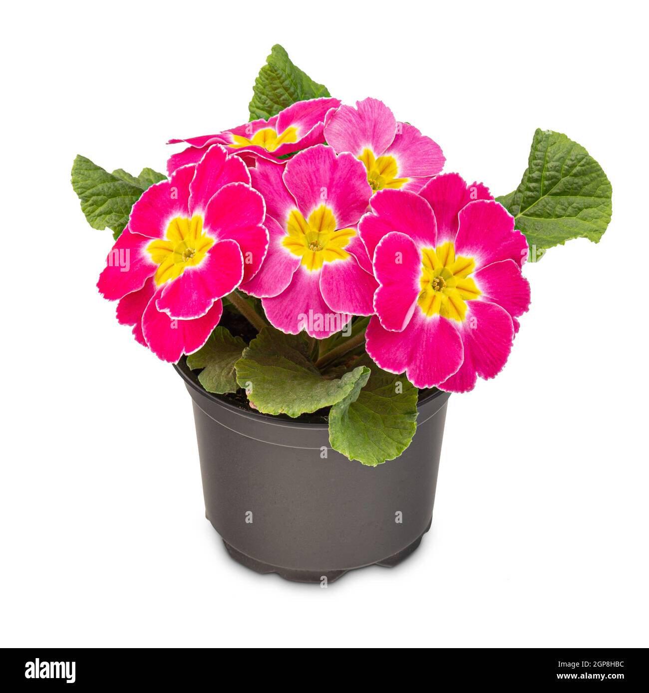 Pink primula with yellow central disk in flowerpot on white background ...