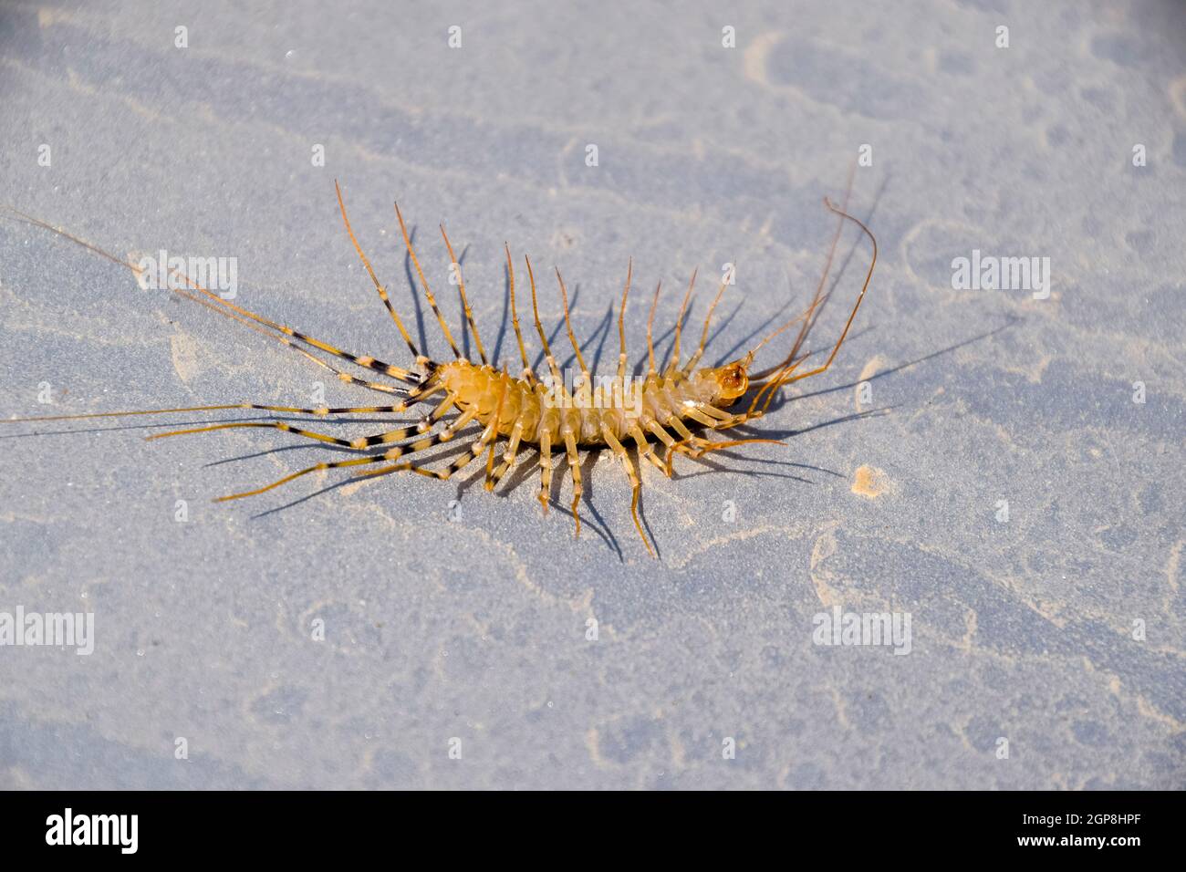 Scutigera coleoptrata. The Flycatcher. Centipede flycatcher insect ...