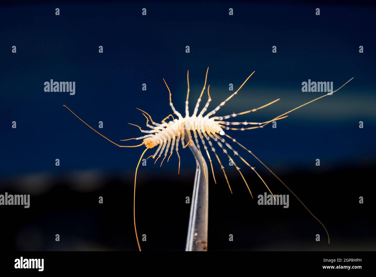 Scutigera Coleoptera Clamped in tweezers. The Flycatcher. Centipede ...