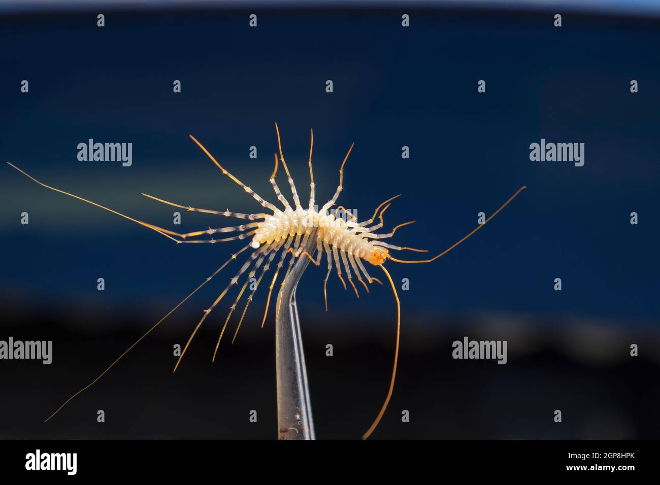Scutigera Coleoptera Clamped in tweezers. The Flycatcher. Centipede ...