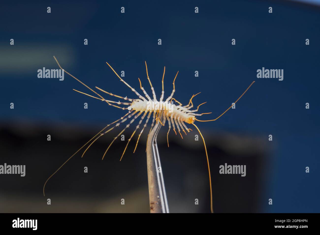 Scutigera Coleoptera Clamped in tweezers. The Flycatcher. Centipede ...