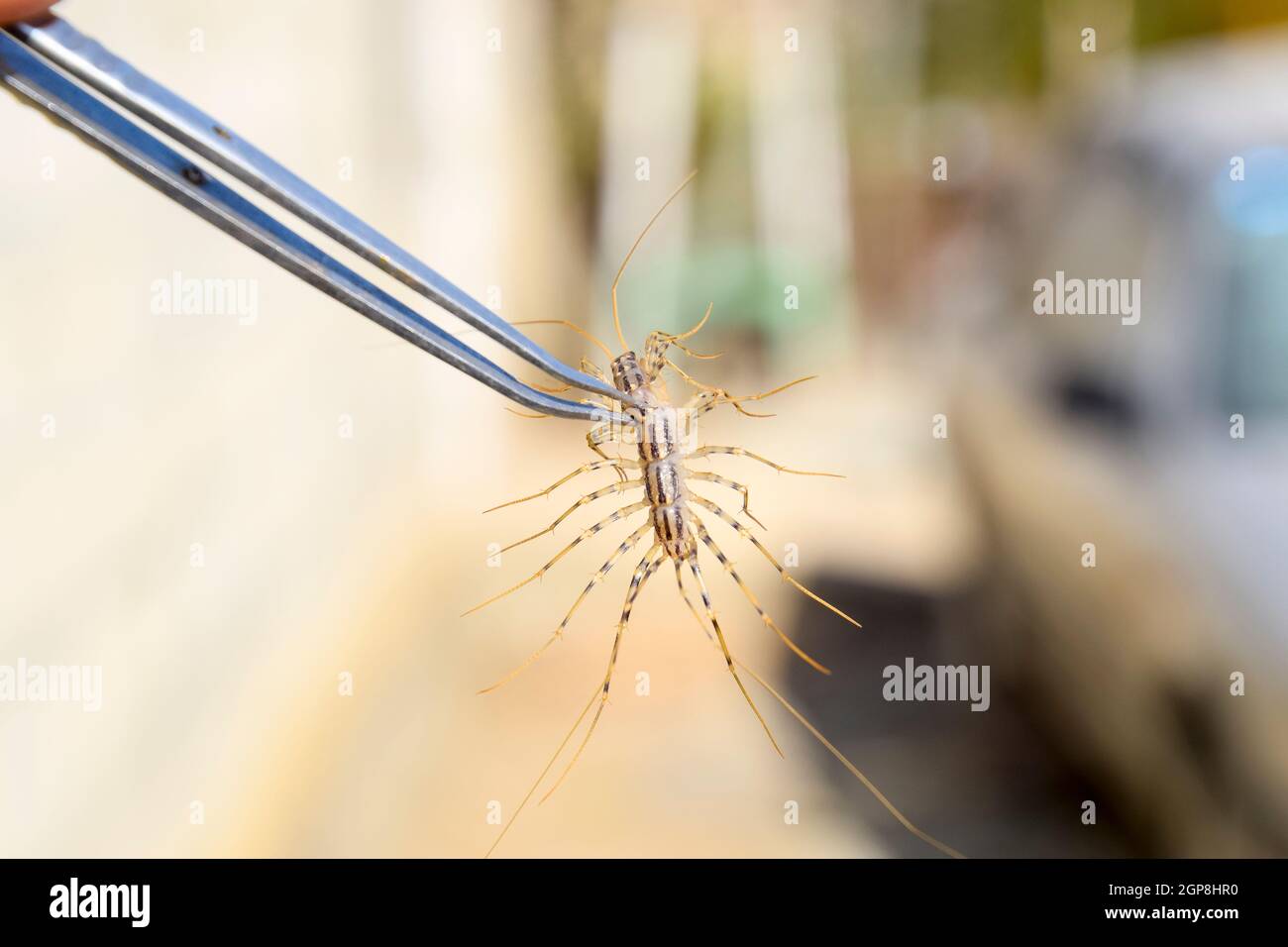 Scutigera Coleoptera Clamped in tweezers. The Flycatcher. Centipede ...