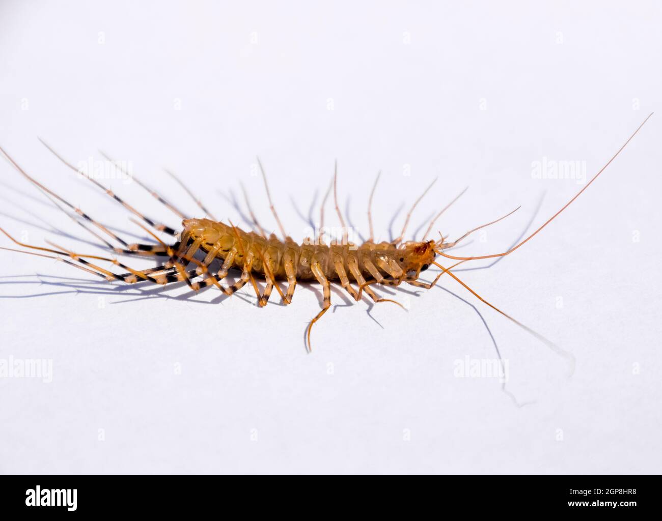 Scutigera coleoptrata. The Flycatcher. Centipede flycatcher insect ...