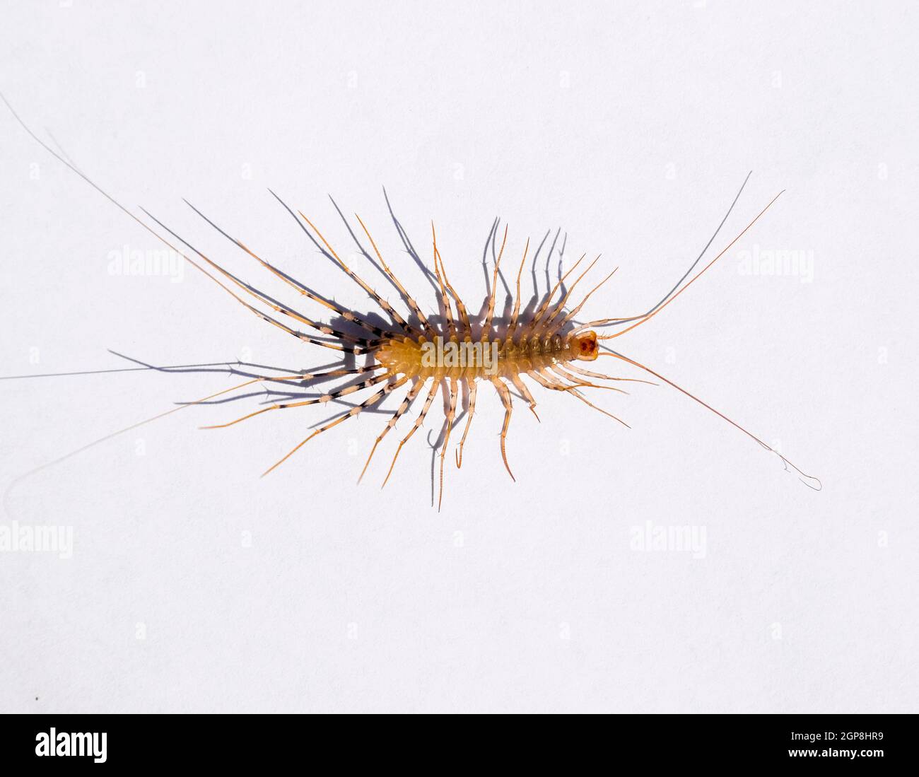 Scutigera coleoptrata. The Flycatcher. Centipede flycatcher insect ...