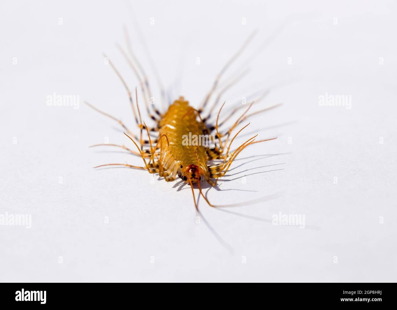 Scutigera coleoptrata. The Flycatcher. Centipede flycatcher insect ...