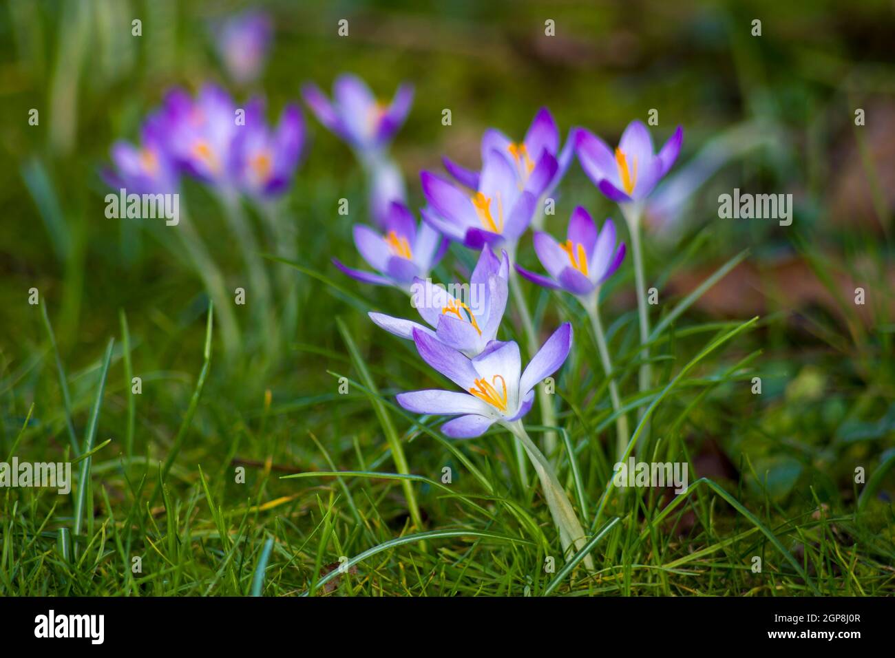 crocus - one of the first spring flowers Stock Photo - Alamy