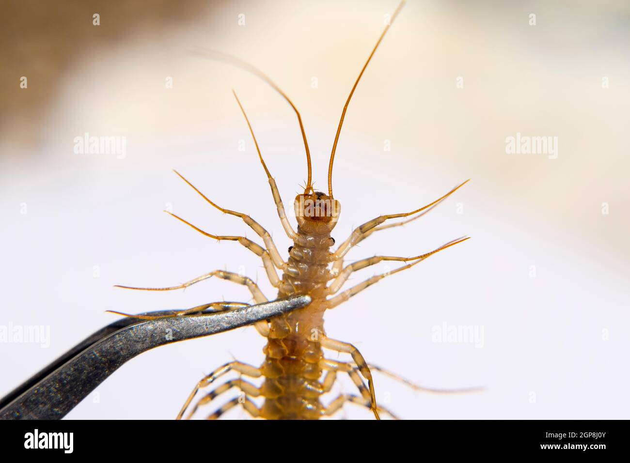 Scutigera Coleoptera Clamped in tweezers. The Flycatcher. Centipede ...