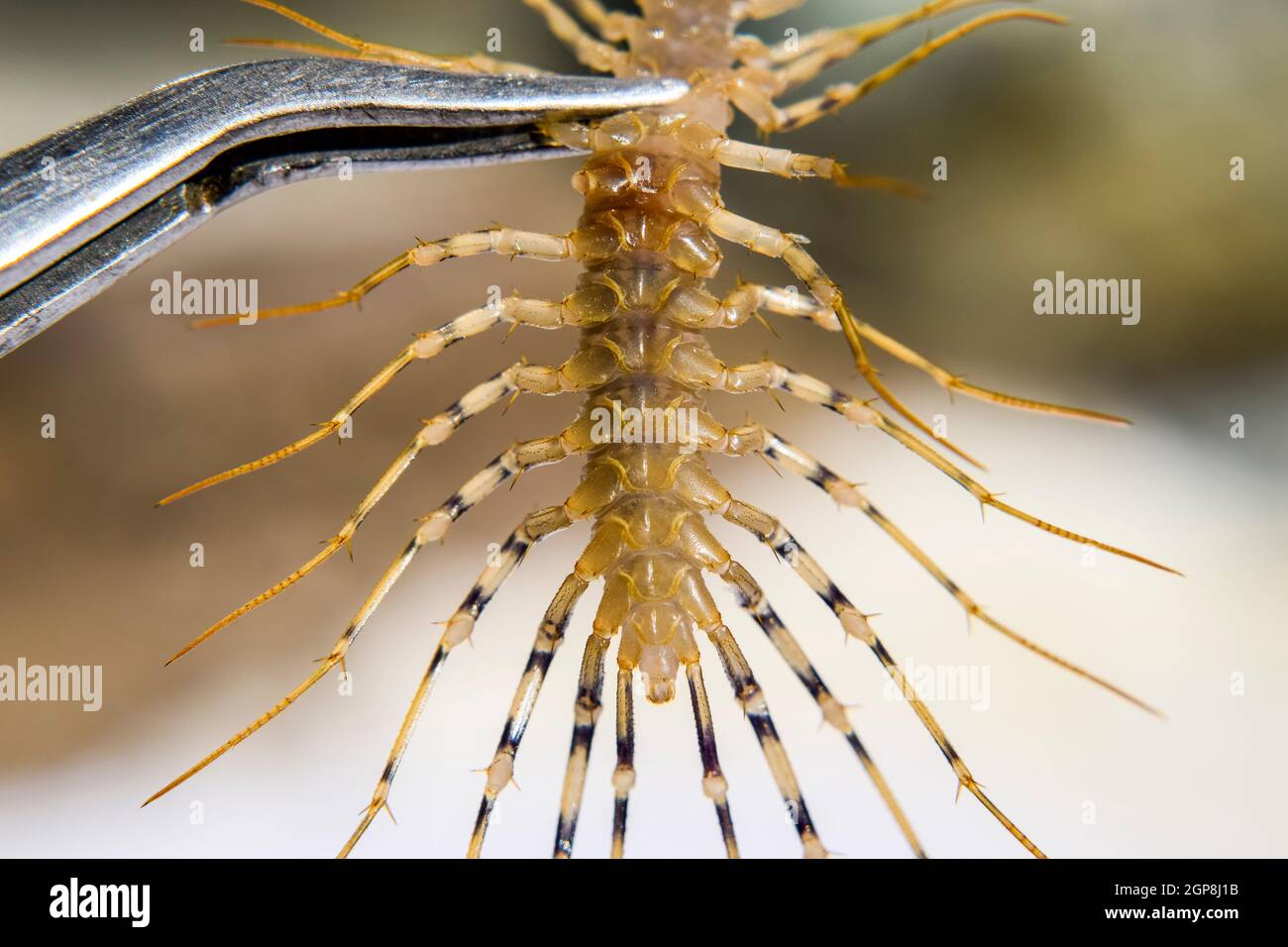 Scutigera Coleoptera Clamped in tweezers. The Flycatcher. Centipede ...