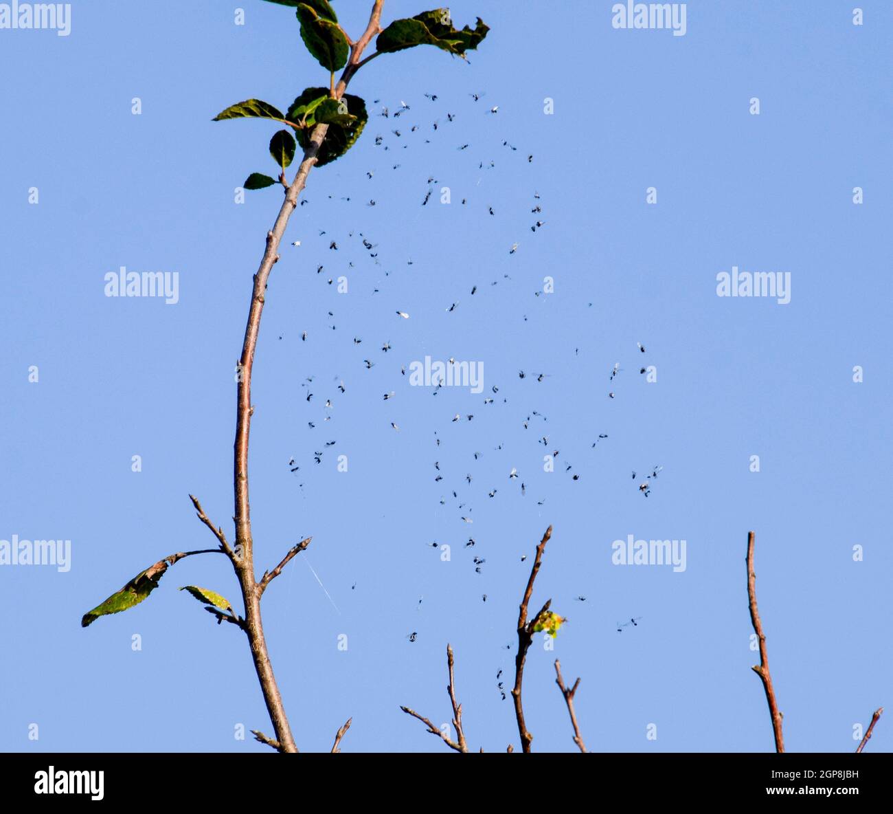 Winged ants in the web. Caught by a cobweb of ants Stock Photo - Alamy