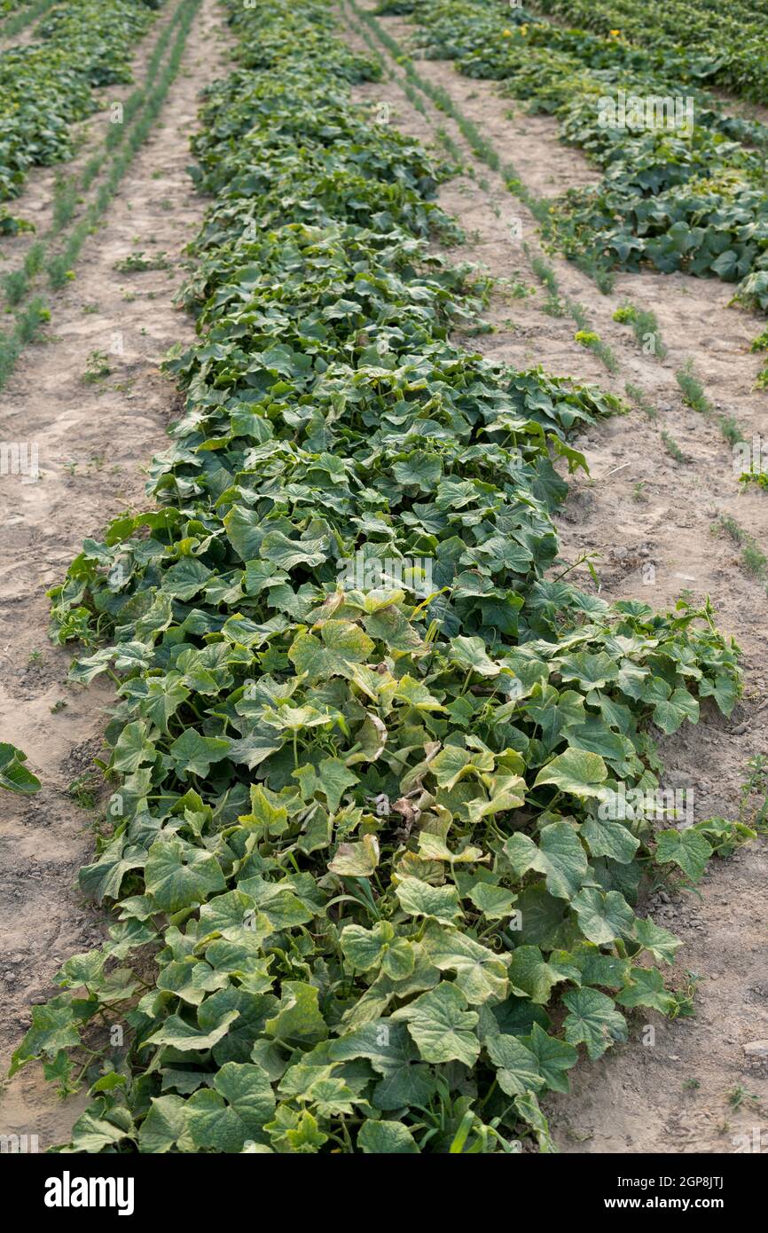 cucumber growing in the field in a row Stock Photo - Alamy