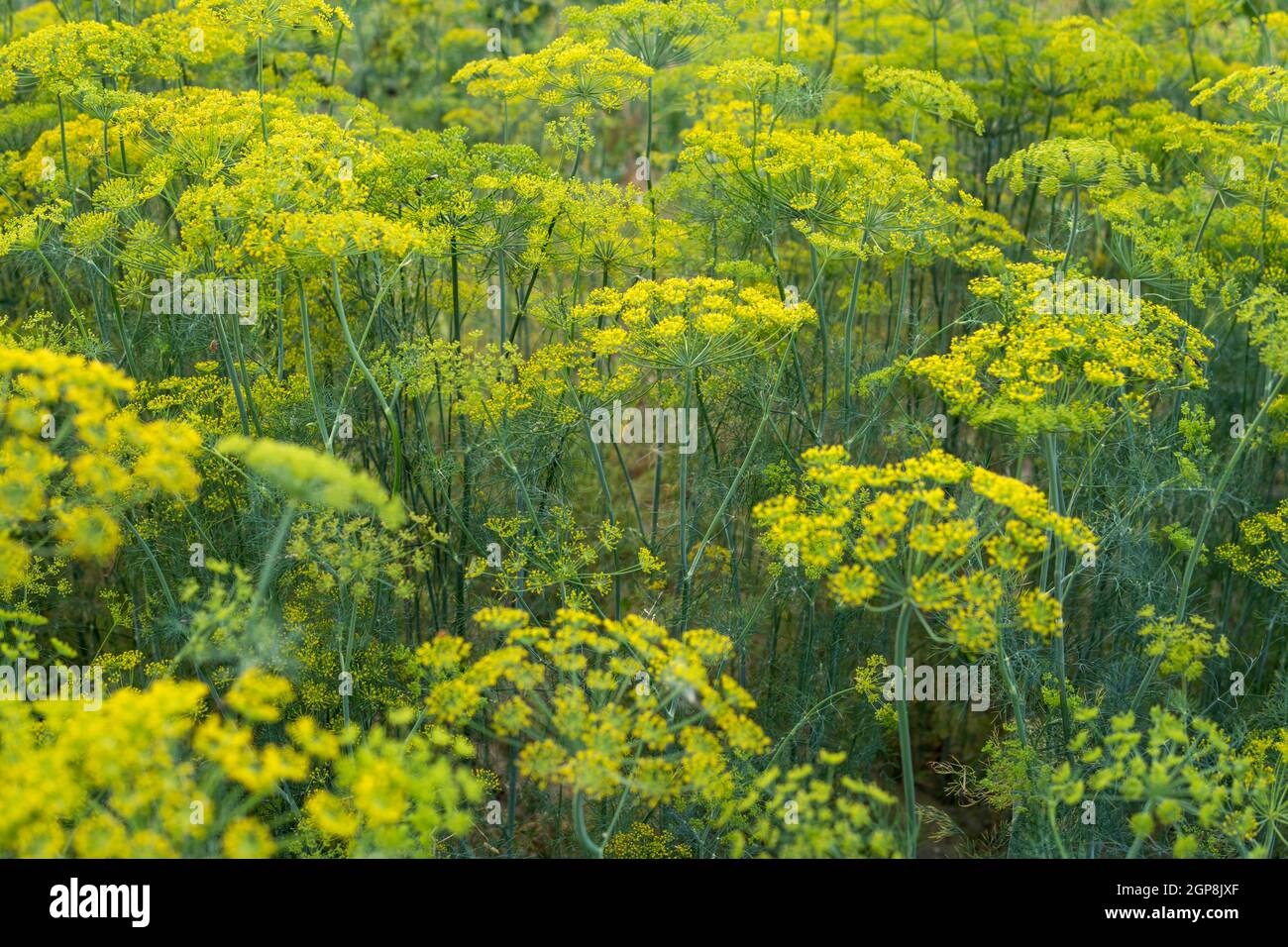 detail of fennel growing in the field Stock Photo - Alamy