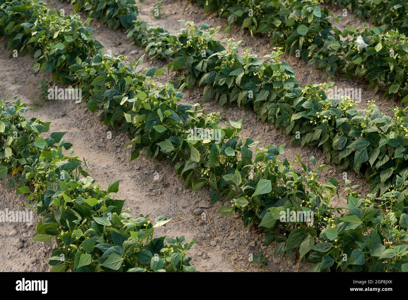 green bean plant growing in a row in the field during summer season ...