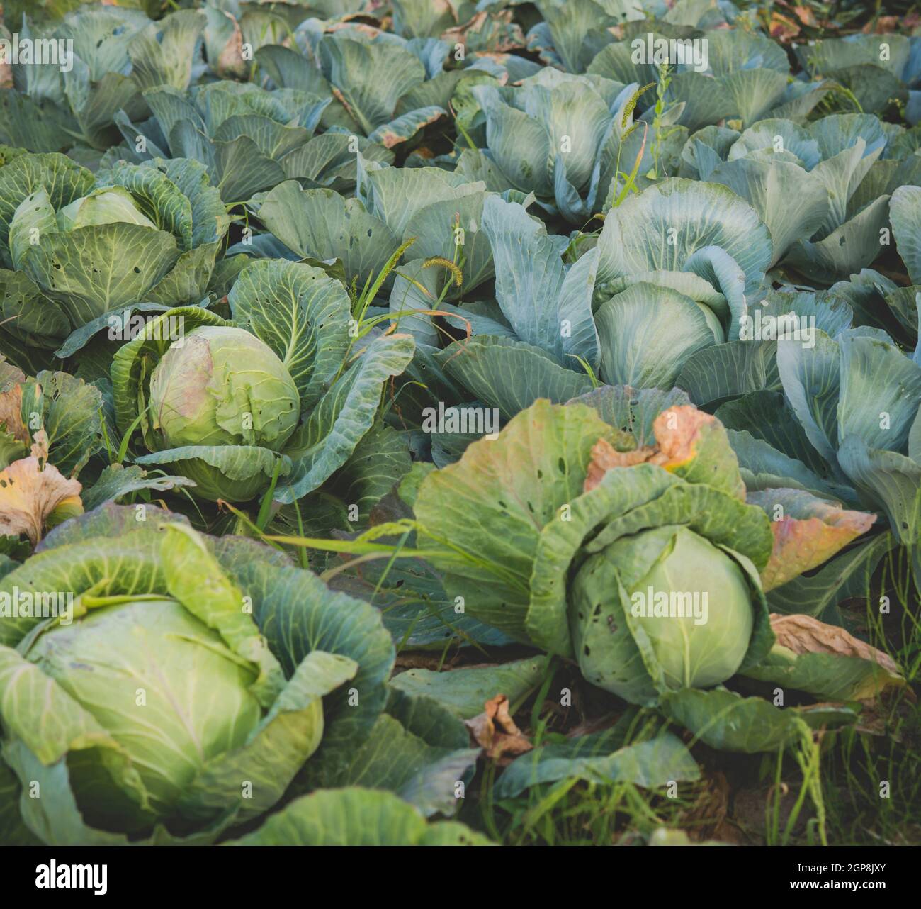 field full of green cabbage growing in a soil Stock Photo - Alamy