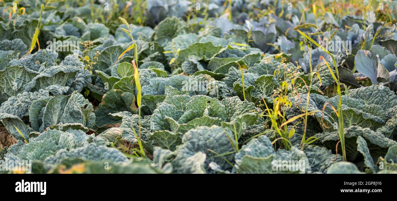 detail of green leaves of cabbage growing in the field Stock Photo - Alamy
