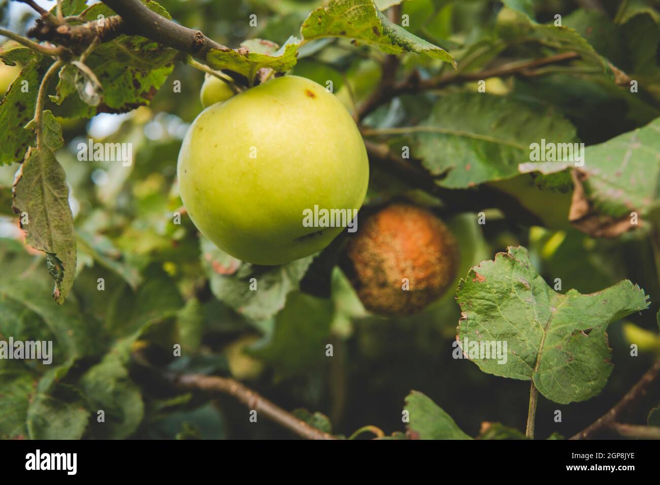fresh green apple and rotten one hanging on a tree Stock Photo - Alamy