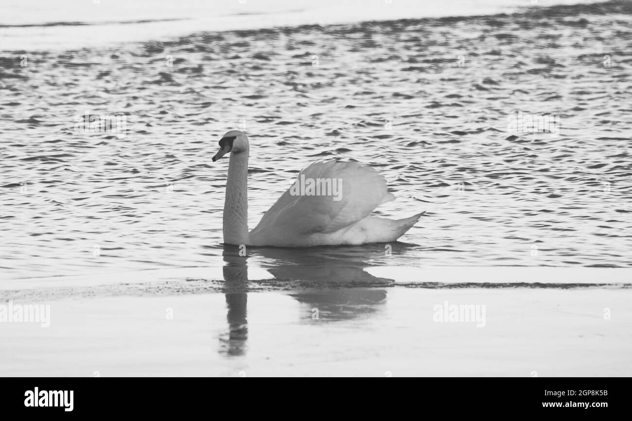 elegant white swan swimming on a water during sunny day in winter ...