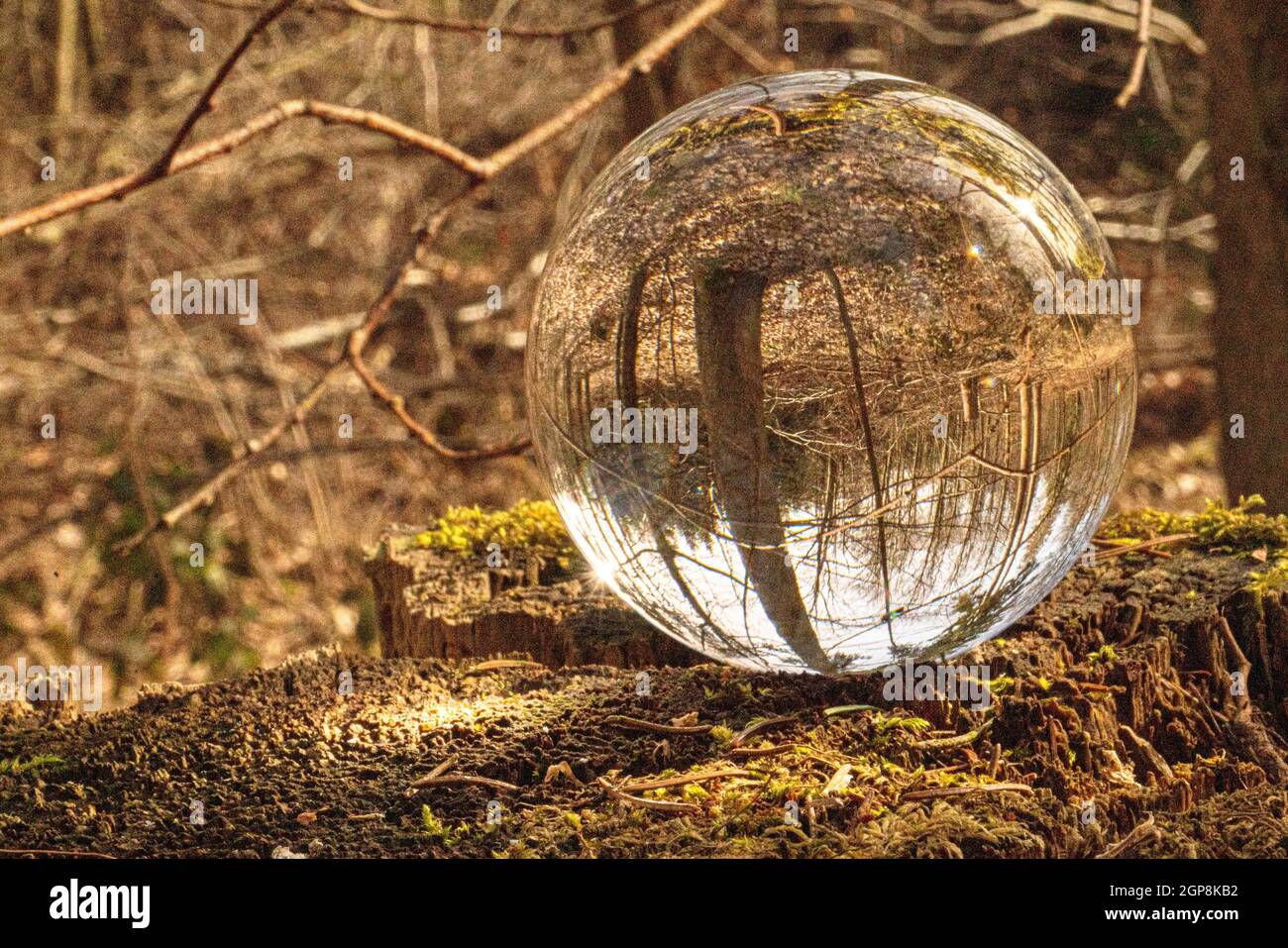 Glass ball / lens ball in the forest on a stump in the sunlight with ...