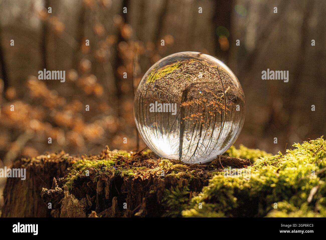 Glass ball / lens ball in the forest on a stump in the sunlight with ...