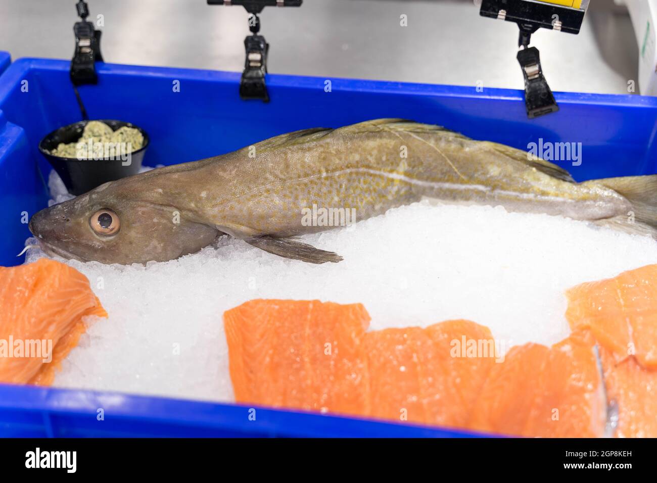 Raw and fresh whlole Cod fish in ice tray Stock Photo - Alamy